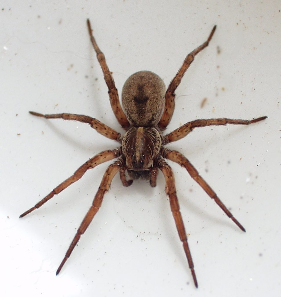 Spiders, Spiders, everywhere! A must-read for arachnophobes ...