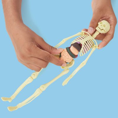 Build a Body - Brainstorm Ltd
